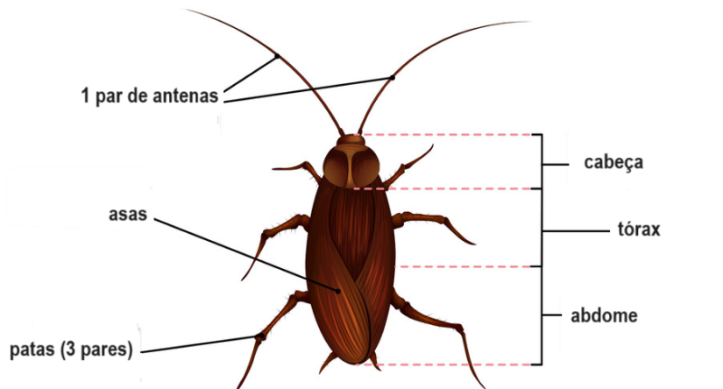 Questão 4 Biologia - Elite Colégio e Pré-Vestibular