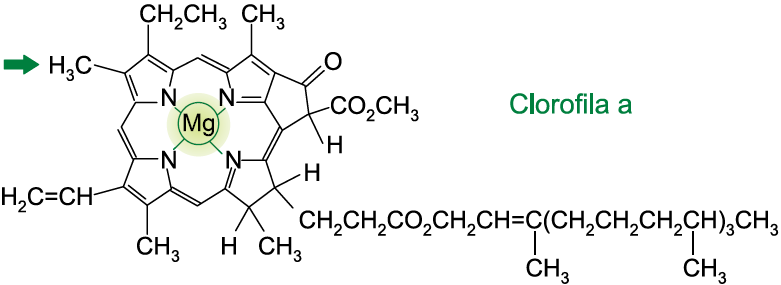 Clorofila A