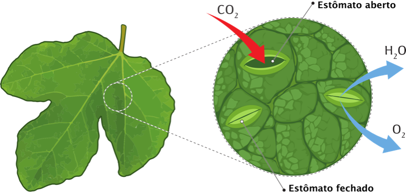 Questão 5 Biologia - Elite Colégio e Pré-Vestibular