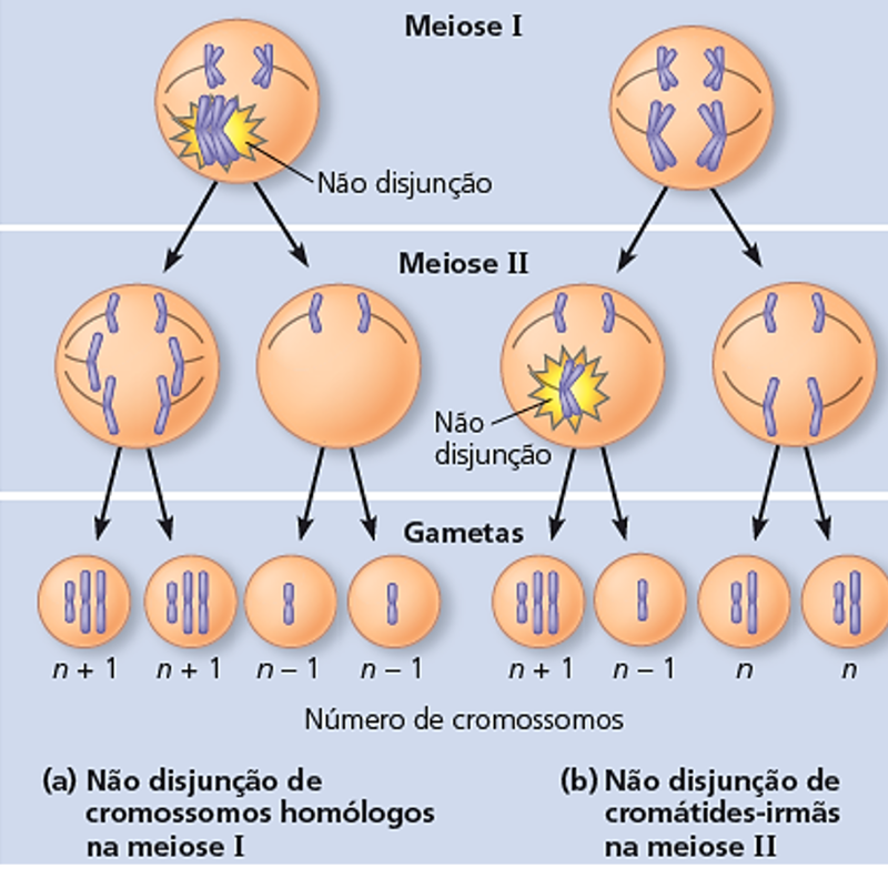 Diagrama De Cromossomos Homologos MEIOSE 1 E 2